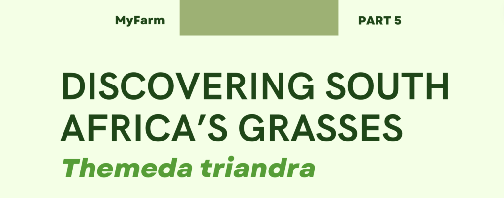 Discovering South Africa’s Grasses: Themeda triandra - Farmspace | Ons Praat Boer